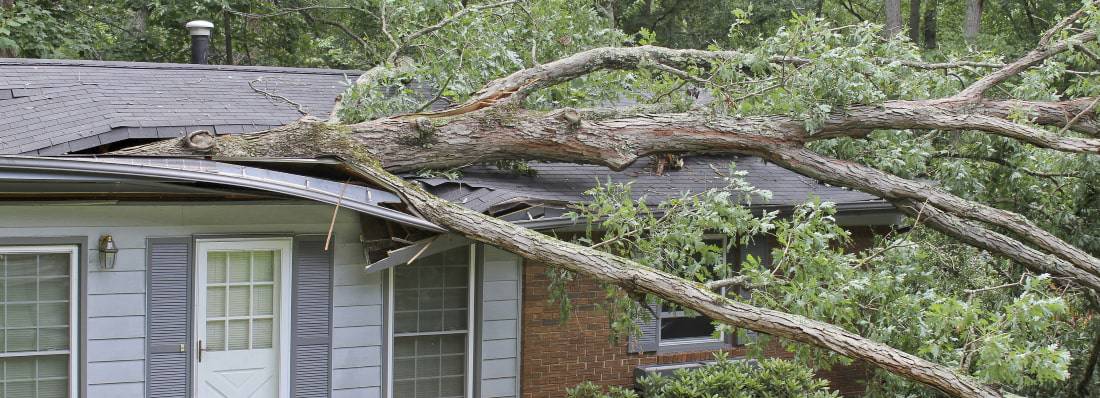 Preventing Tree Damage to Your Roof - AGR
